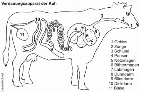 Entstehung der Milch in der Kuh | https://milch-thueringen.de